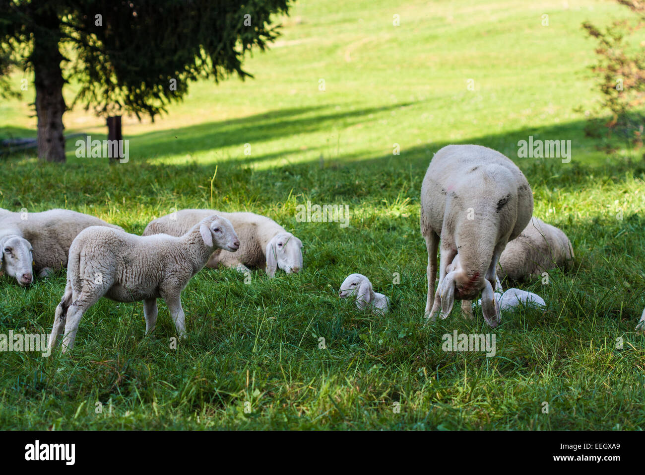 Herd of lamb hi-res stock photography and images - Alamy