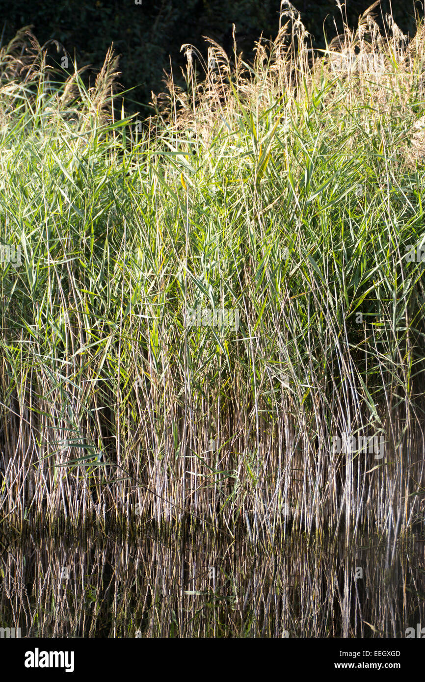 Reeds growing out of roof hi-res stock photography and images - Alamy