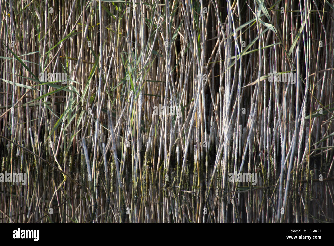 Wet farming uk fen hi-res stock photography and images - Alamy