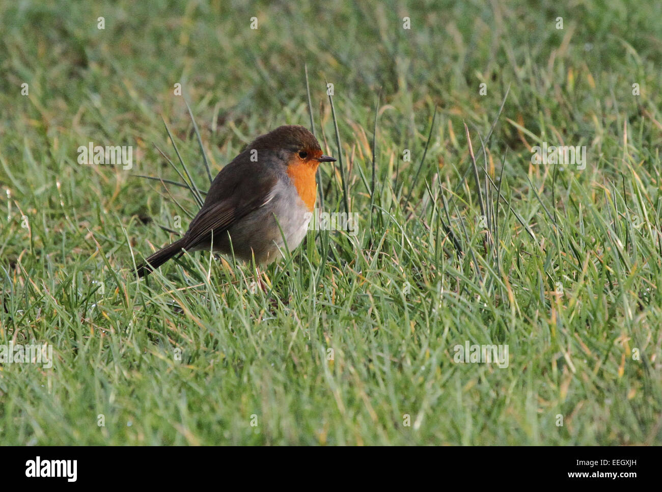 Robin on grass Stock Photo - Alamy