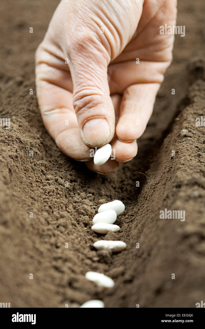 Sowing bean seeds Stock Photo - Alamy
