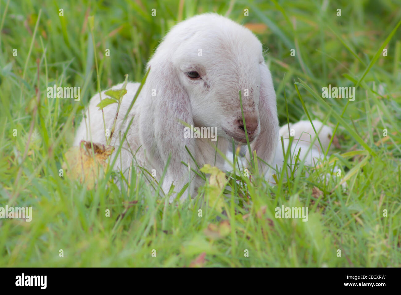 Lambs grazing in mountain landscape Stock Photo - Alamy