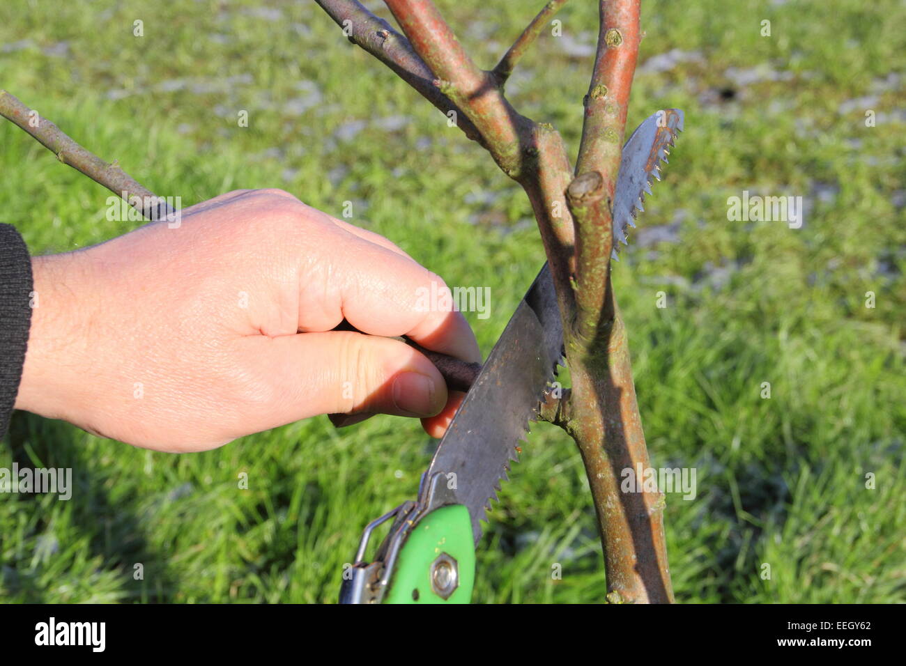 A man prunes a young apple tree (sapling) in a community orchard at ...