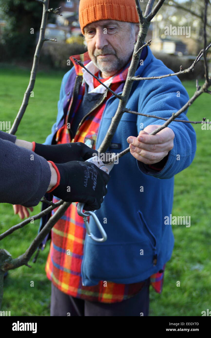 The branches of a young apple tree are supported during winter pruning ...