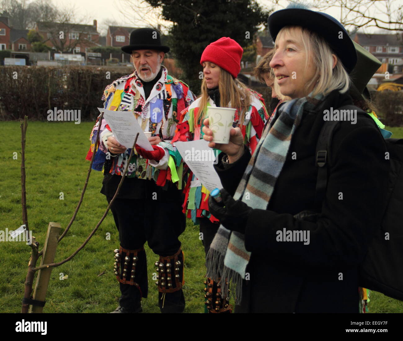 Apple fans sing to a a young apple tree as part of wassail celebrations ...