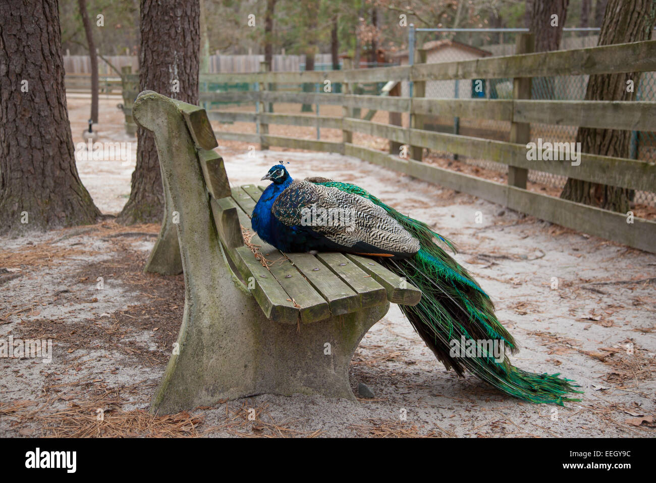 Peahen bird hi-res stock photography and images - Alamy