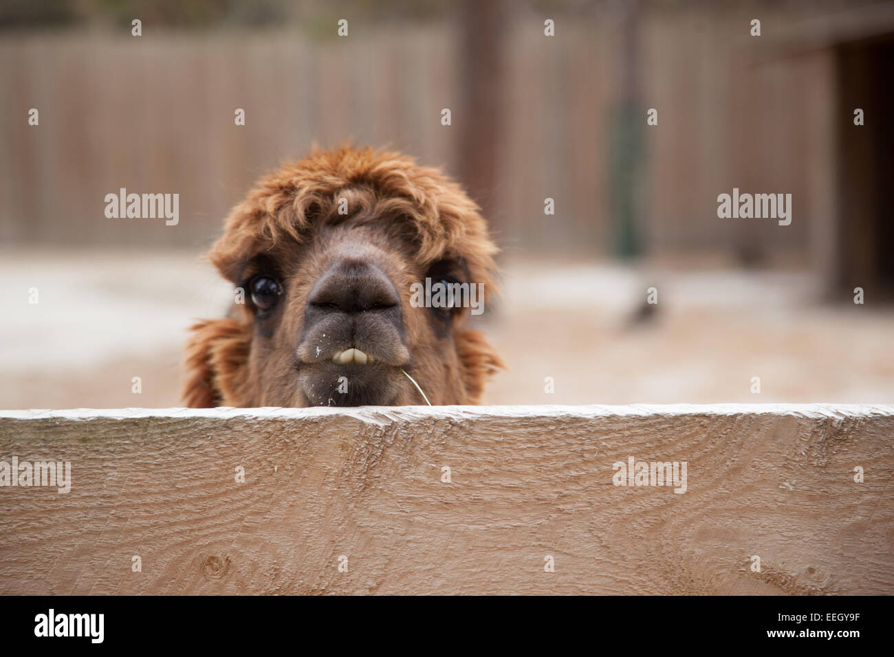 Llama and teeth Stock Photo - Alamy