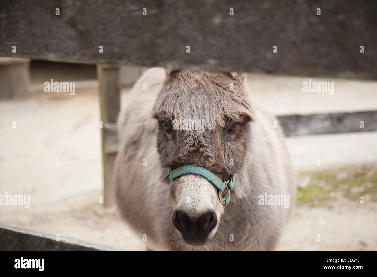 Portrait of a Donkey Stock Photo - Alamy