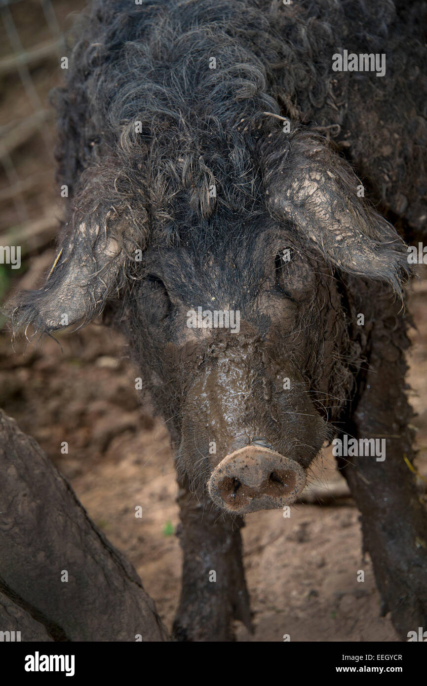 Mangalitza pig uk hi-res stock photography and images - Alamy