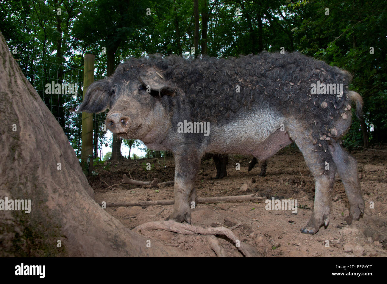Mangalitza pig uk hi-res stock photography and images - Alamy