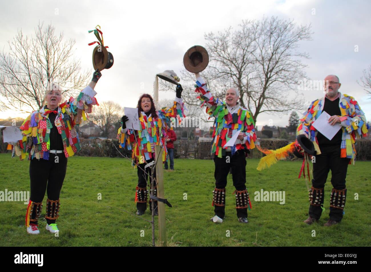 Wassailing apple tree hi-res stock photography and images - Alamy