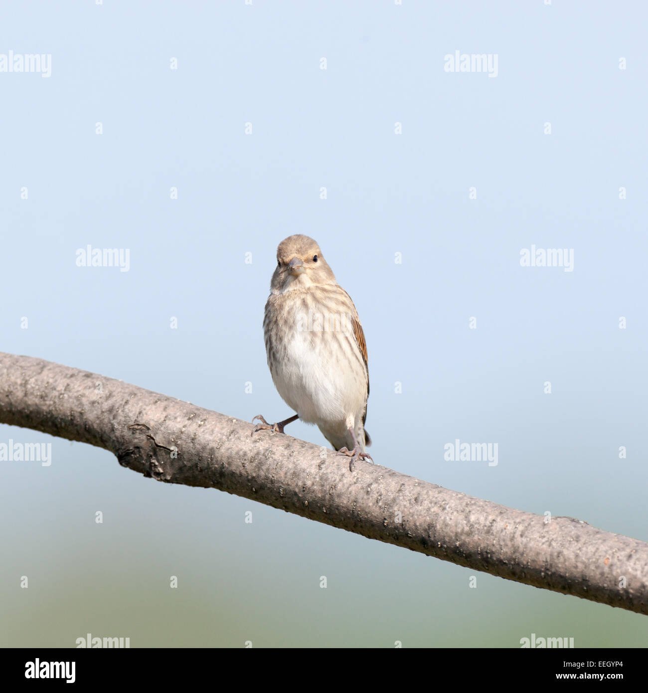 Linnet (Acanthis cannabina).Wild bird in a natural habitat Stock Photo ...