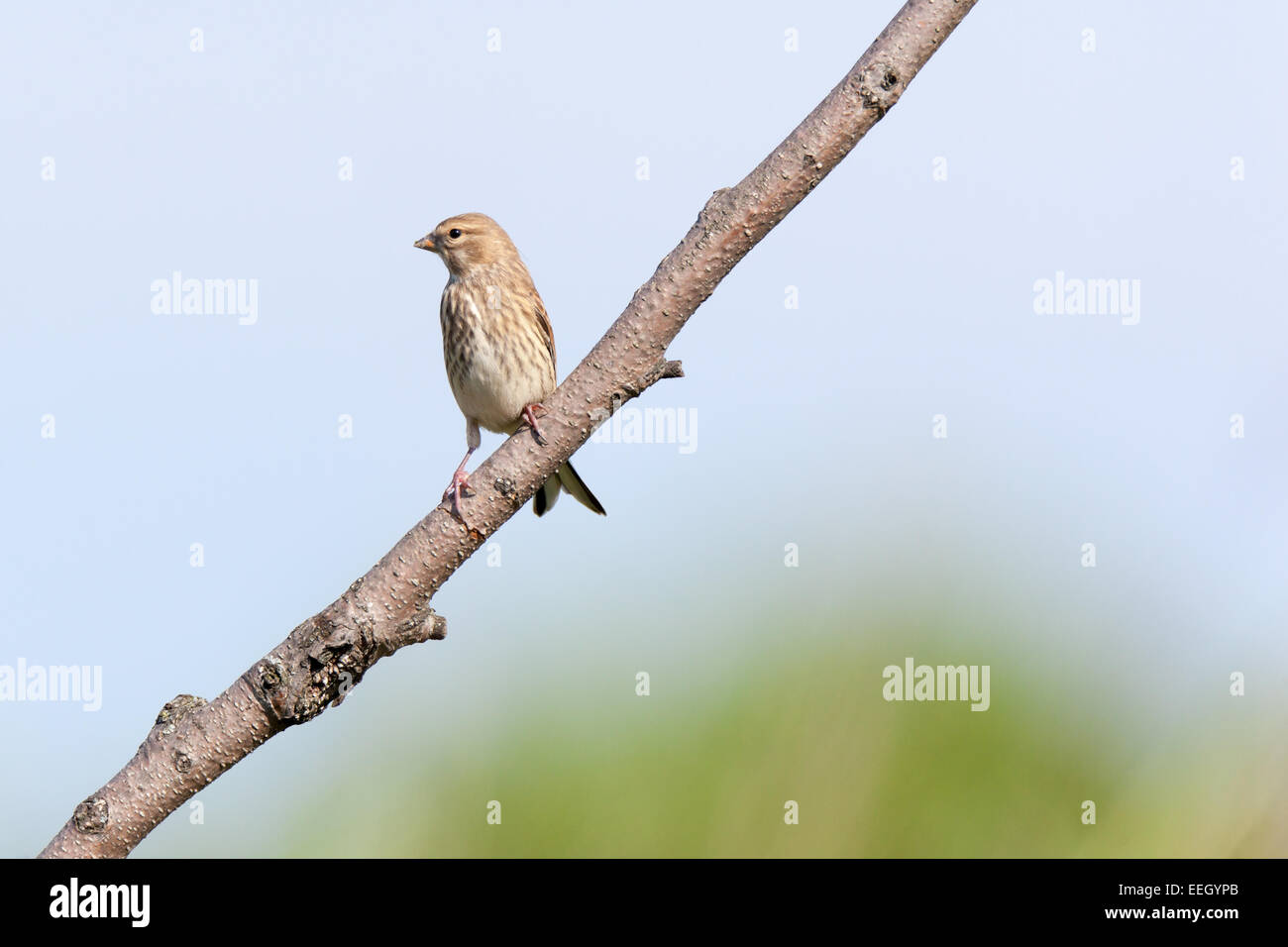 Linnet (Acanthis cannabina).Wild bird in a natural habitat Stock Photo ...