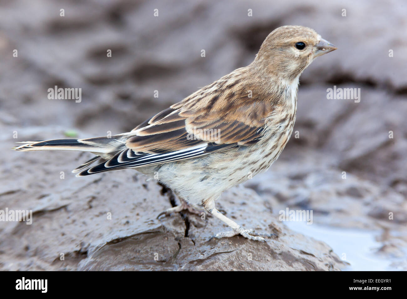Linnet (Acanthis cannabina).Wild bird in a natural habitat Stock Photo ...