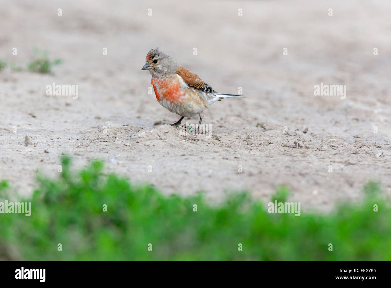 Linnet (Acanthis cannabina).Wild bird in a natural habitat Stock Photo ...