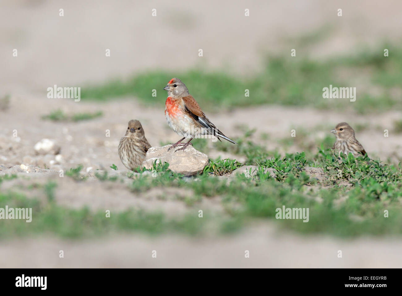 Linnet (Acanthis cannabina).Wild bird in a natural habitat Stock Photo ...