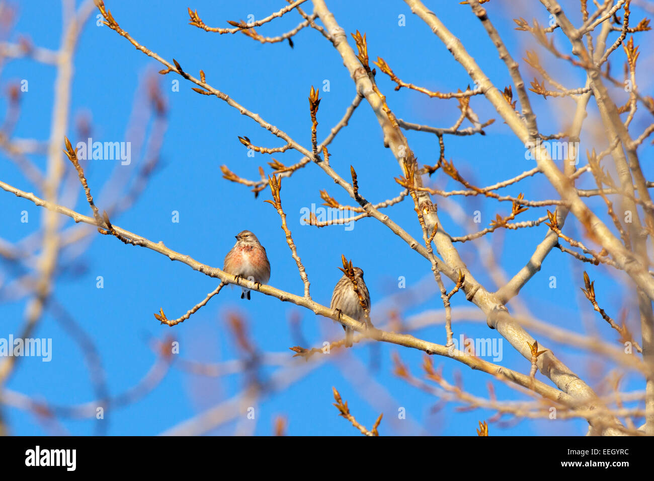Linnet (Acanthis cannabina).Wild bird in a natural habitat. Russia, the ...