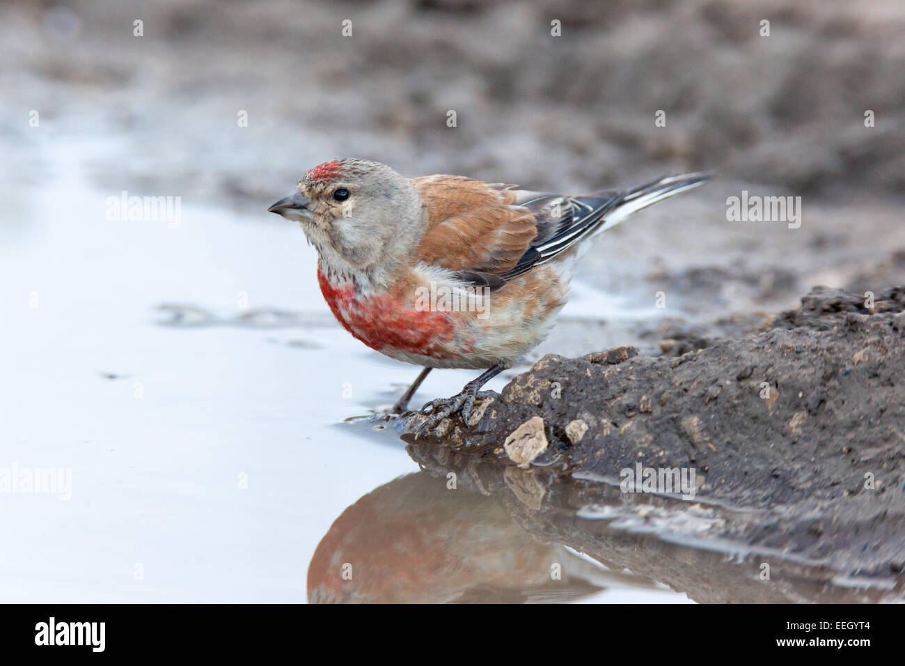 Linnet (Acanthis cannabina).Wild bird in a natural habitat Stock Photo ...