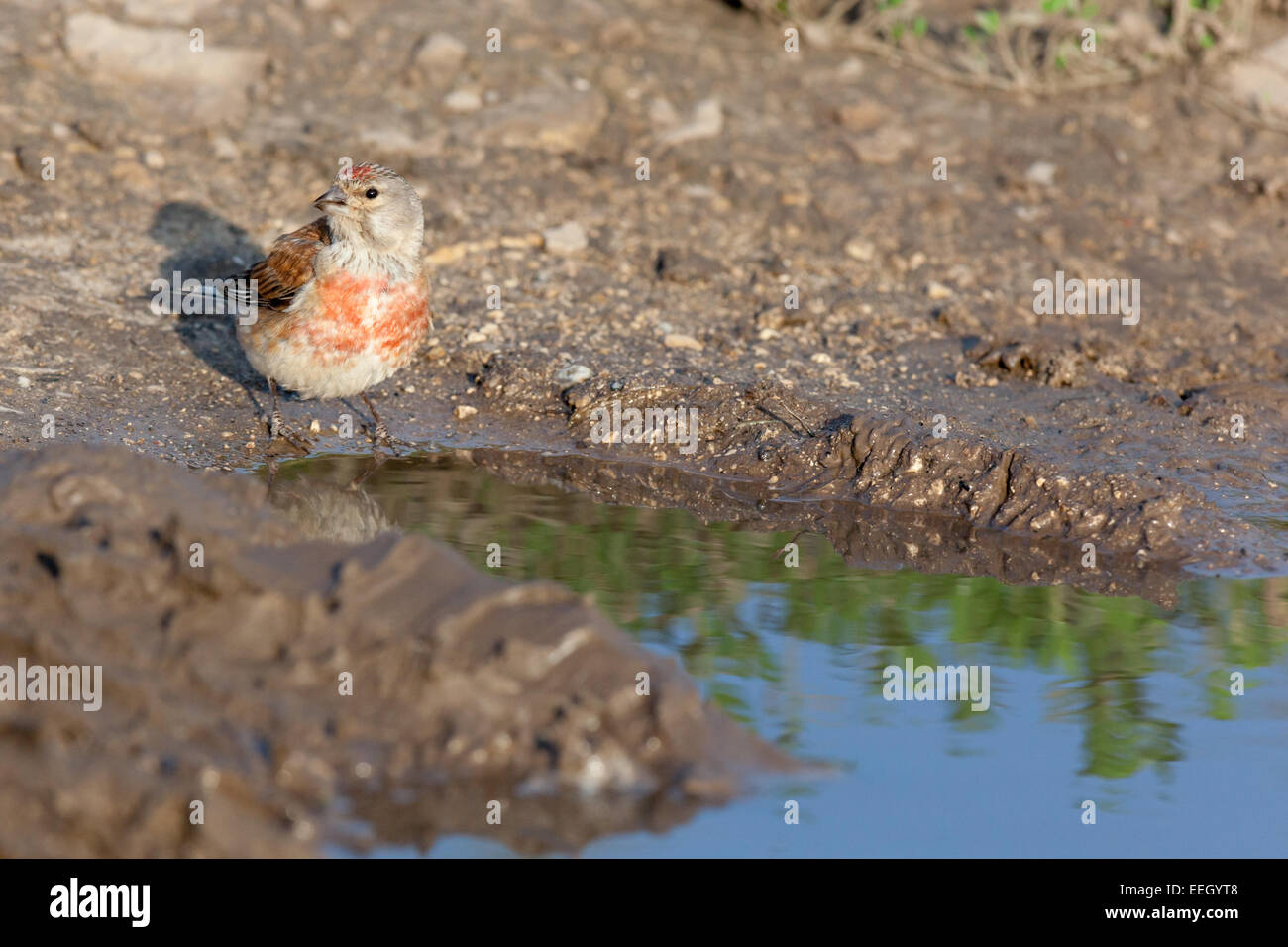 Linnet (Acanthis cannabina).Wild bird in a natural habitat Stock Photo ...