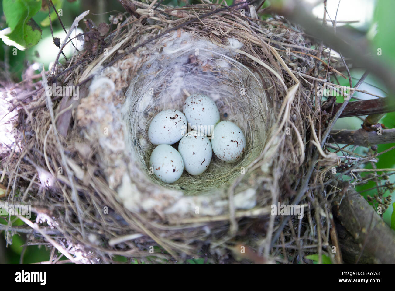 Acanthis cannabina. The nest of the Linnet in nature Stock Photo - Alamy