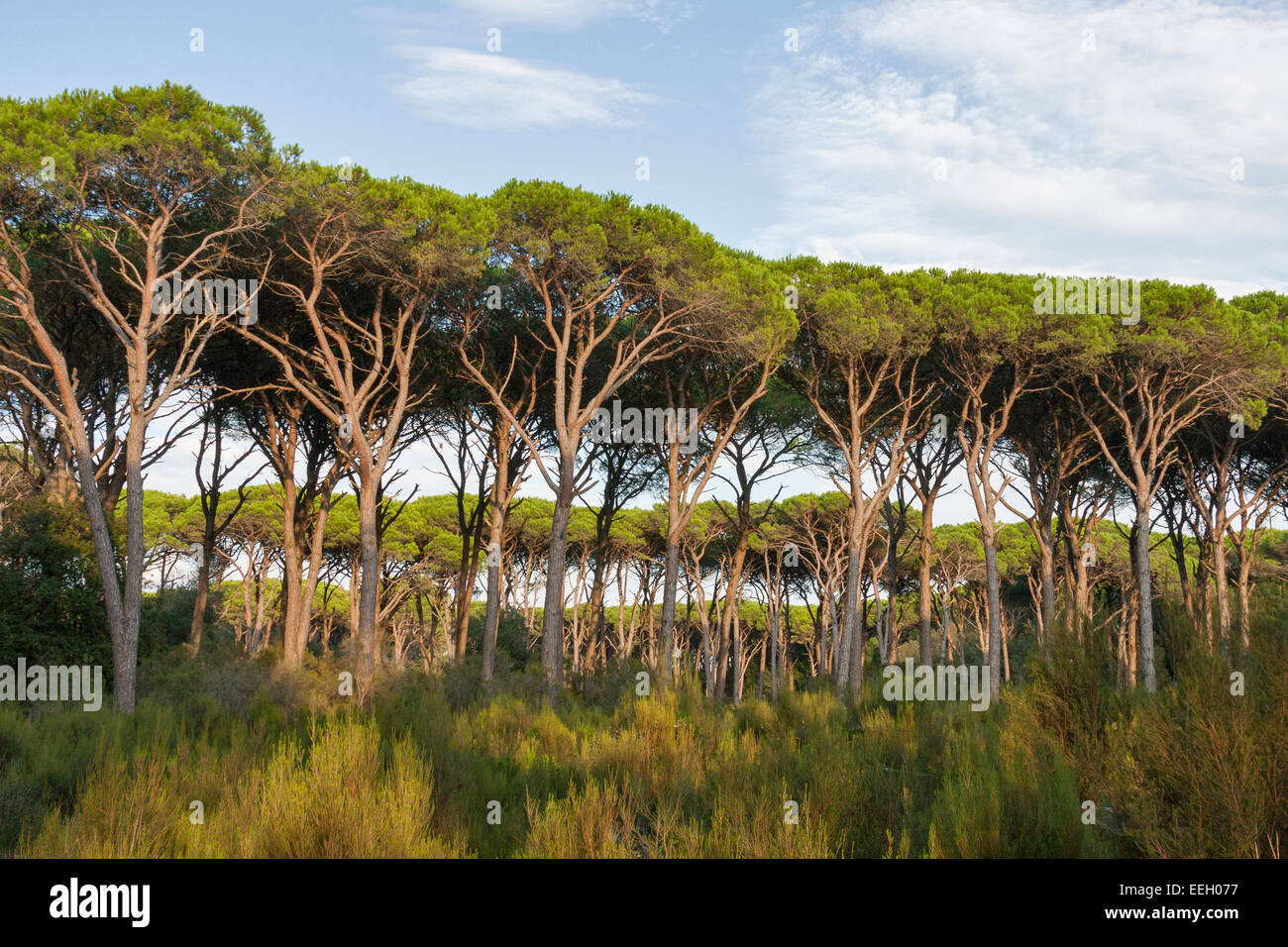 Tuscany forest landscape with parasol pines, Italy Stock Photo - Alamy
