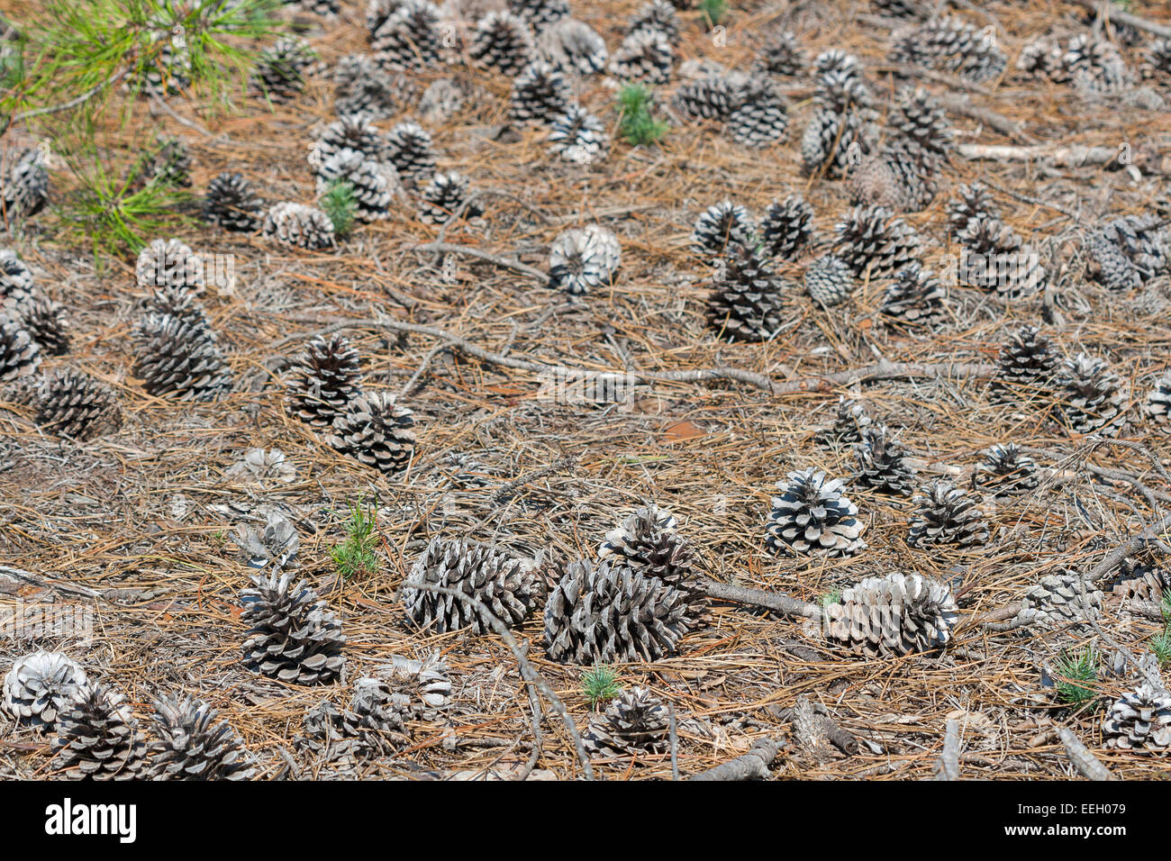 forest pine cones in natural surroundings closeup Stock Photo - Alamy