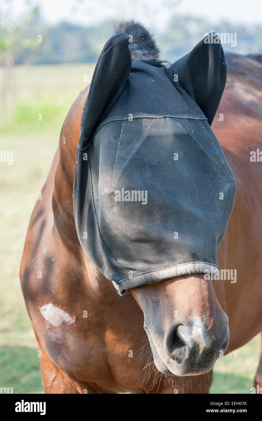 brown horse wearing black fly mask to protect face from flies, closeup ...