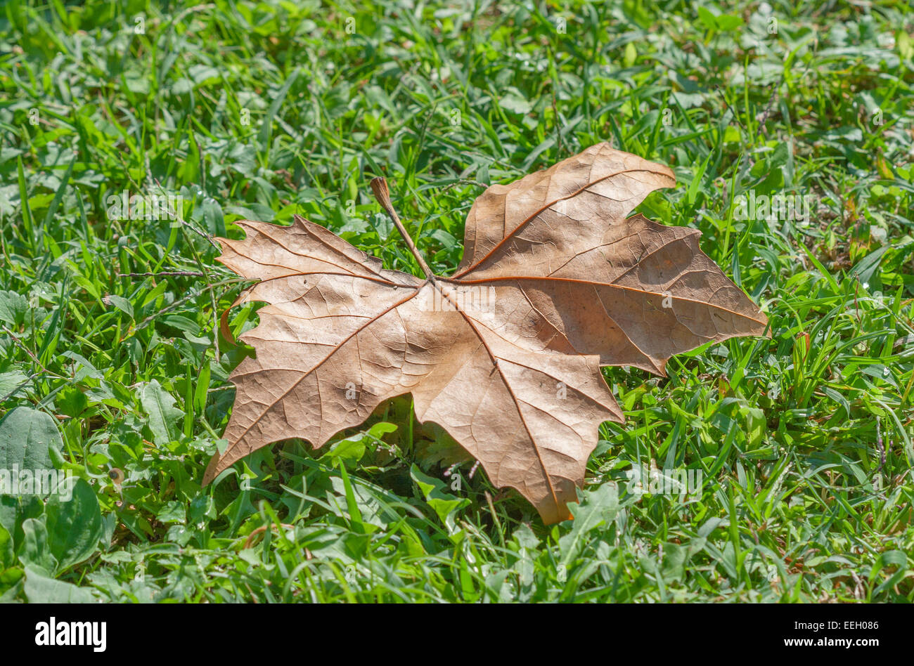lonely autumn tree withered leaf on green grass closeup Stock Photo - Alamy
