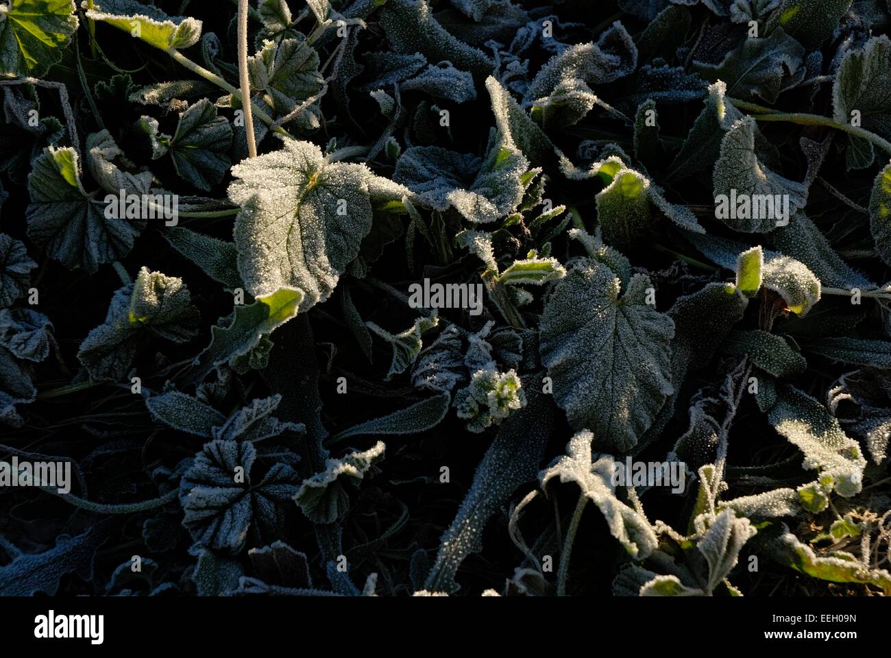 Frozen nature hi-res stock photography and images - Alamy