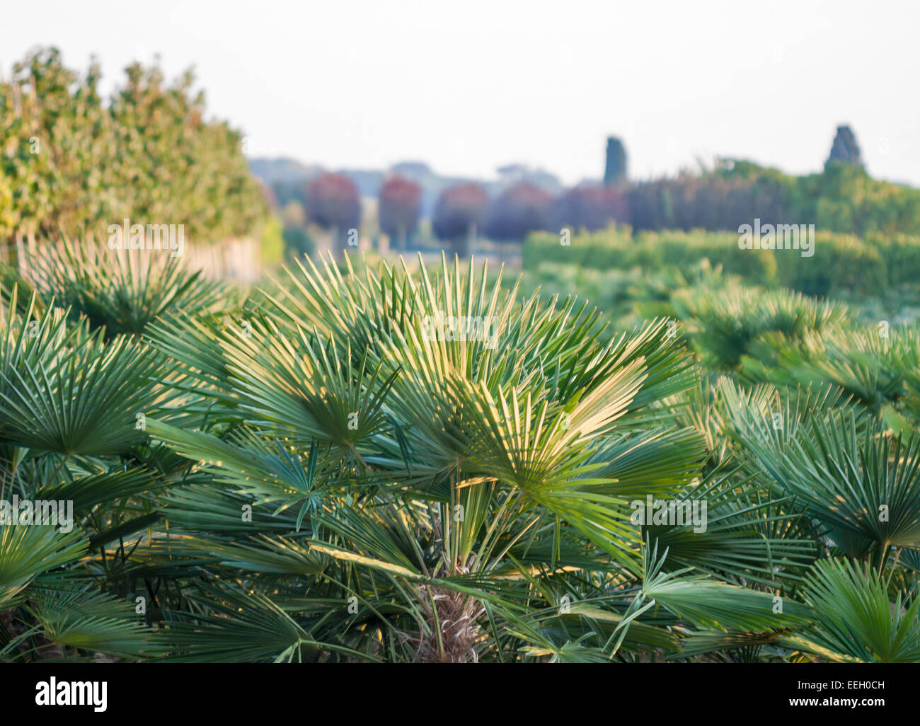 natural outdoor nursery of ornamental plants in Tuscany, Italy Stock ...