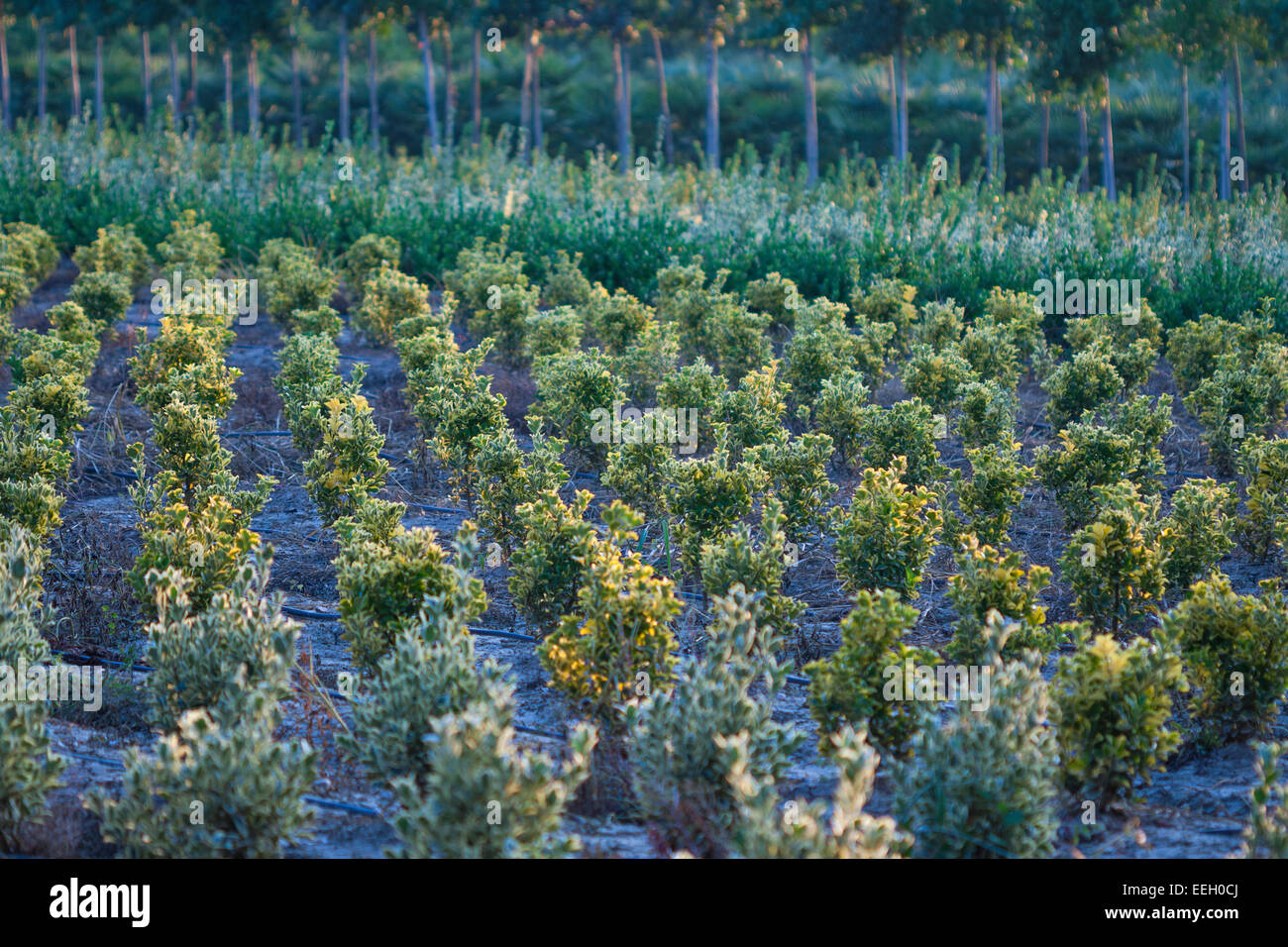 natural outdoor nursery of ornamental plants in Tuscany, Italy Stock ...