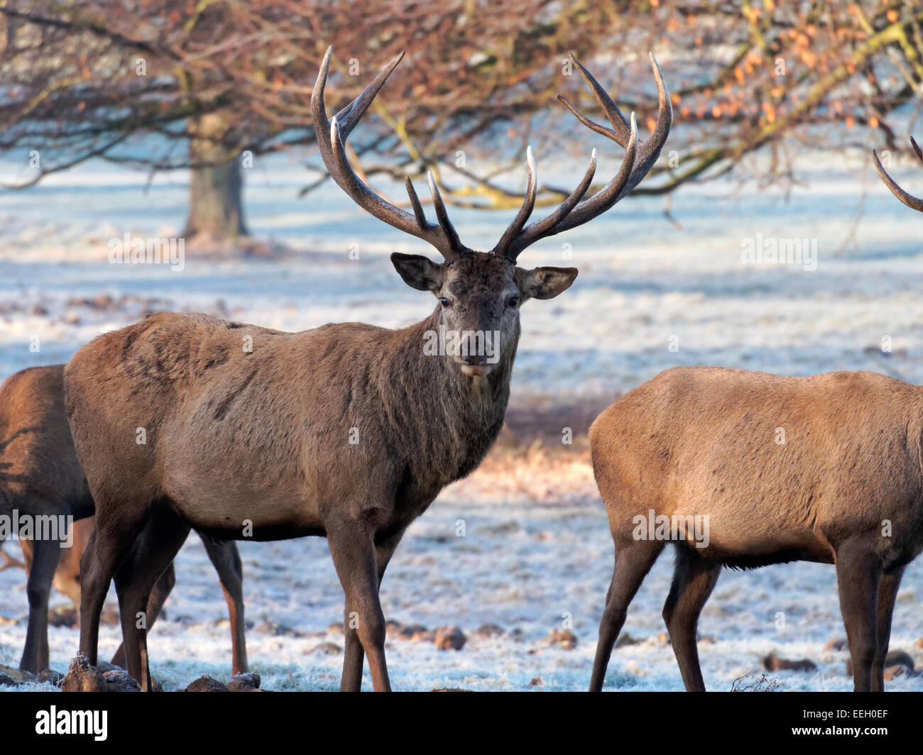 Red Deer Stag Stock Photo - Alamy