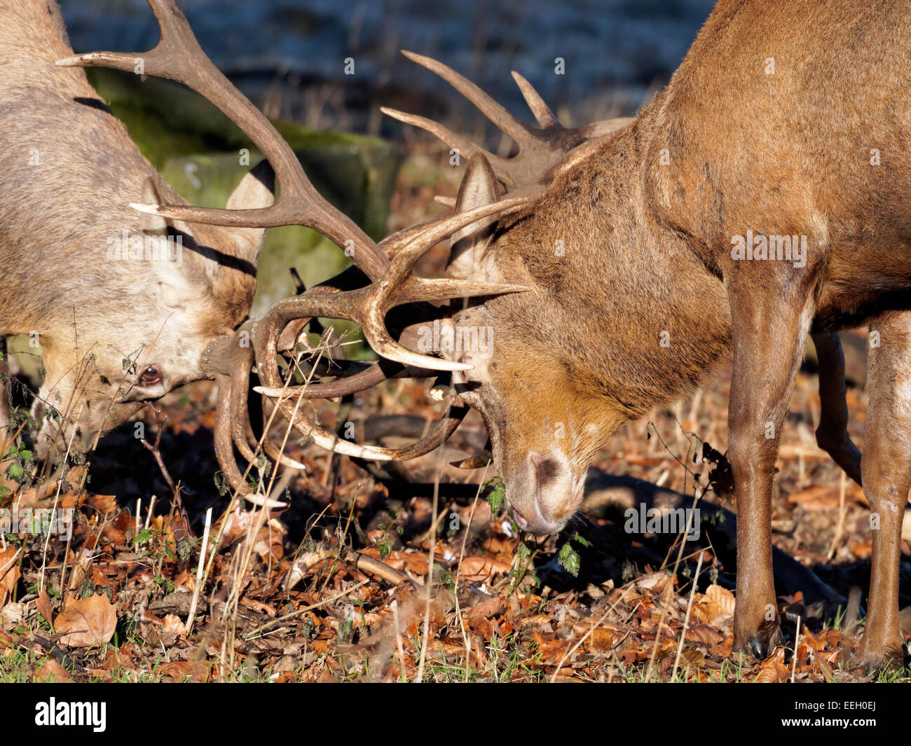 red deer stags clashing antlers Stock Photo - Alamy