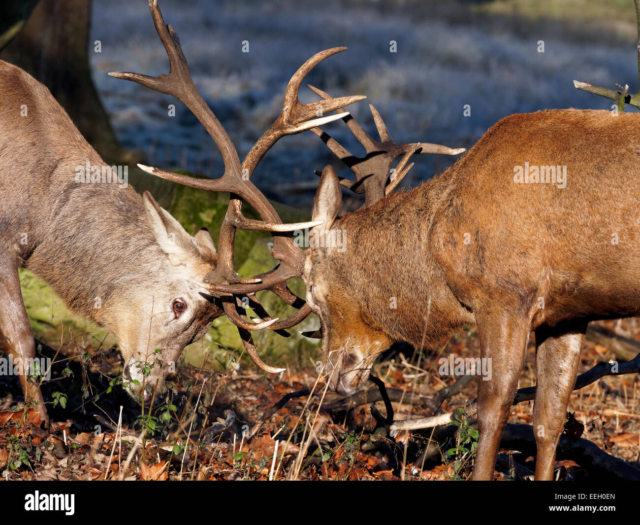 red deer stags fighting Stock Photo - Alamy