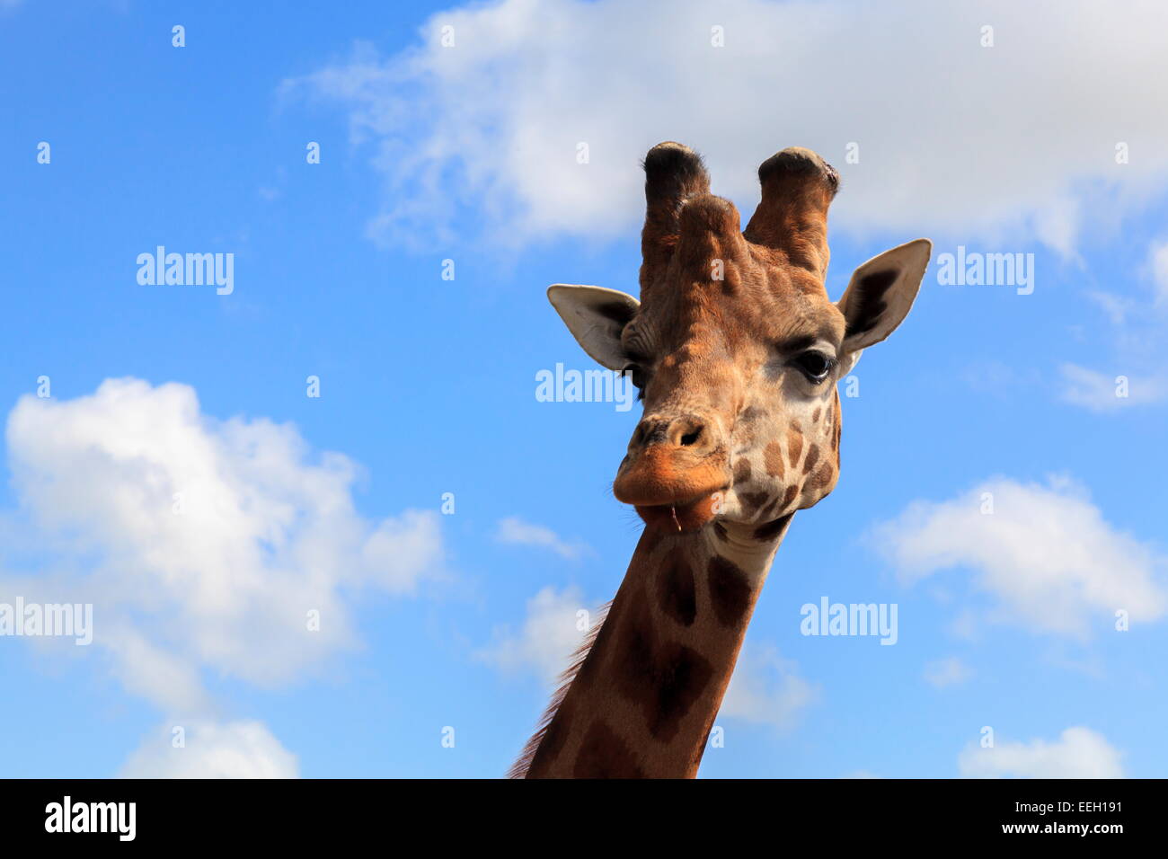 Head and neck of a Giraffe Stock Photo - Alamy