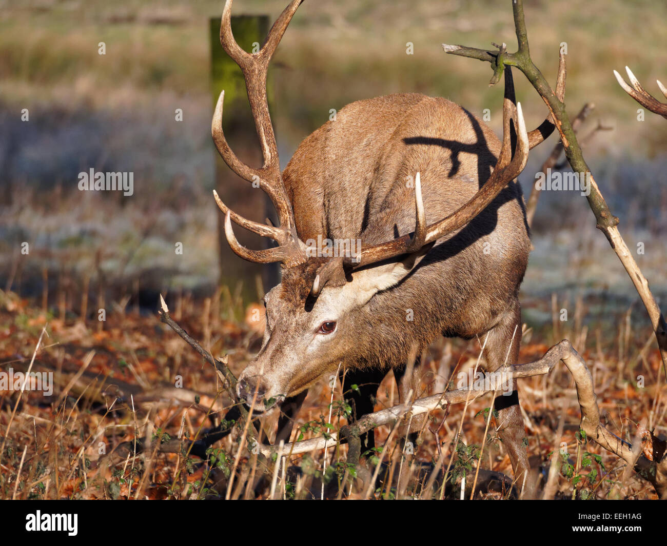 Red deer stag Stock Photo - Alamy