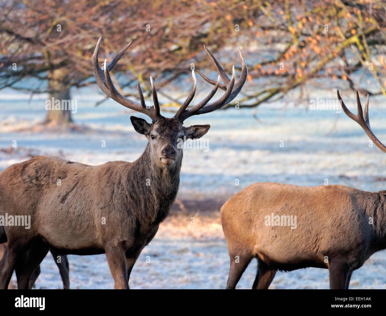 Red deer stag Stock Photo - Alamy
