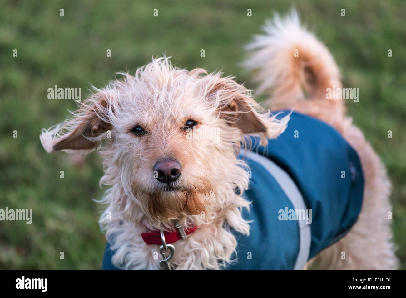 Yellow Labradoodle in a blue coat in a grass field Stock Photo - Alamy