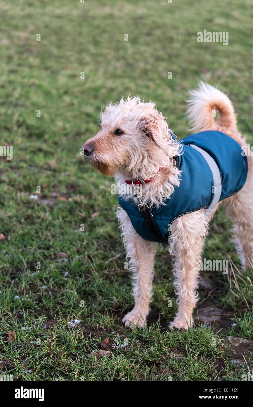 Yellow Labradoodle in a blue coat in a grass field Stock Photo - Alamy