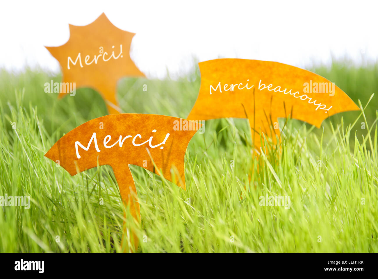 Three Labels With French Text Merci And Merci Beaucoup Which Means ...