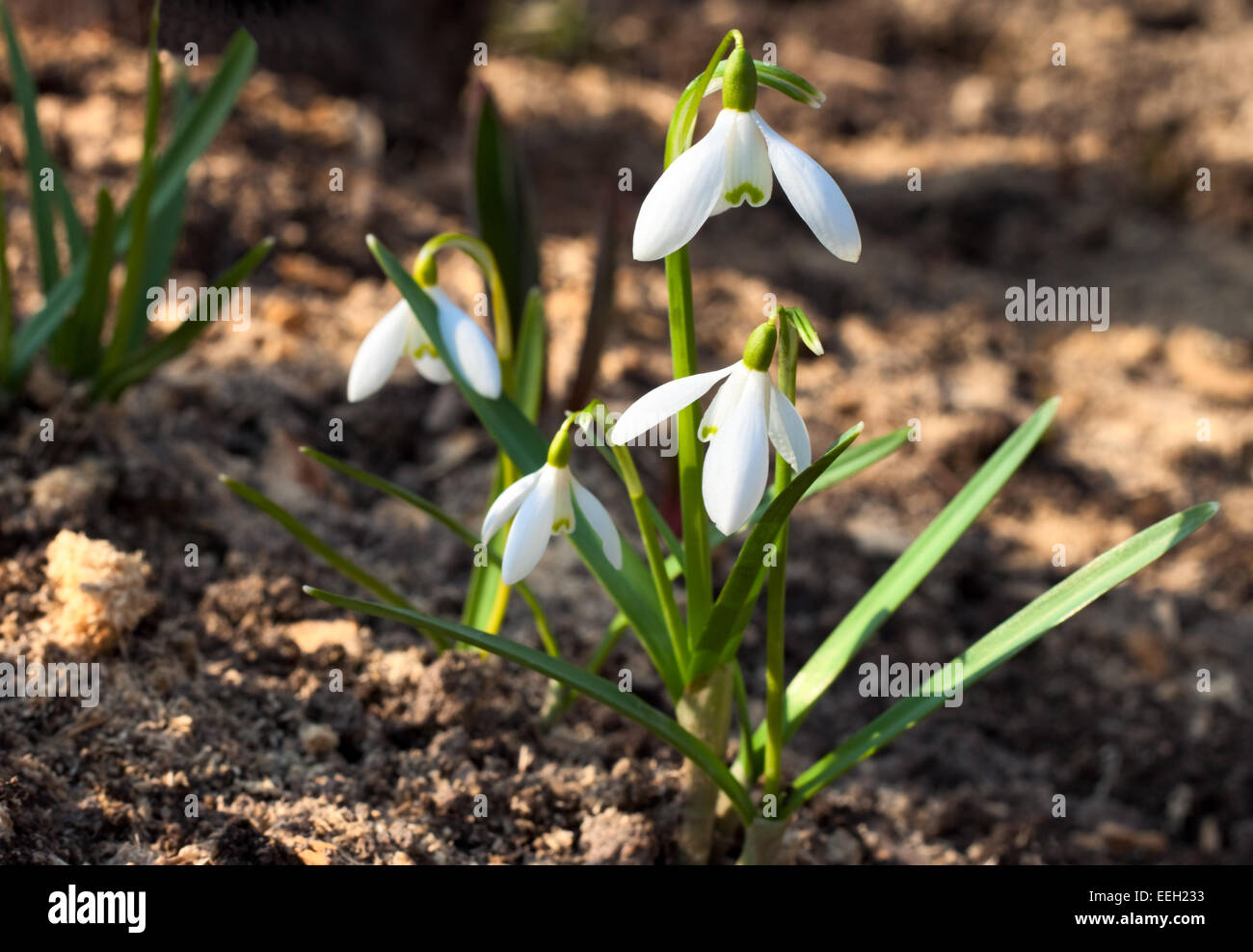 Snowdrop in a nature Stock Photo - Alamy