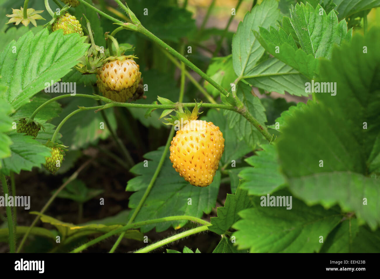 yellow wild strawberry in a garden Stock Photo - Alamy