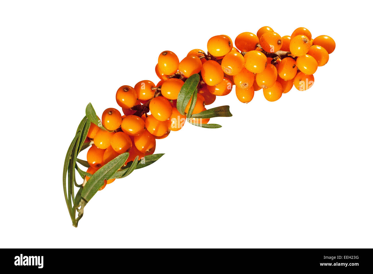 Sea buckthorn branch bright Cut Out Stock Images & Pictures - Alamy