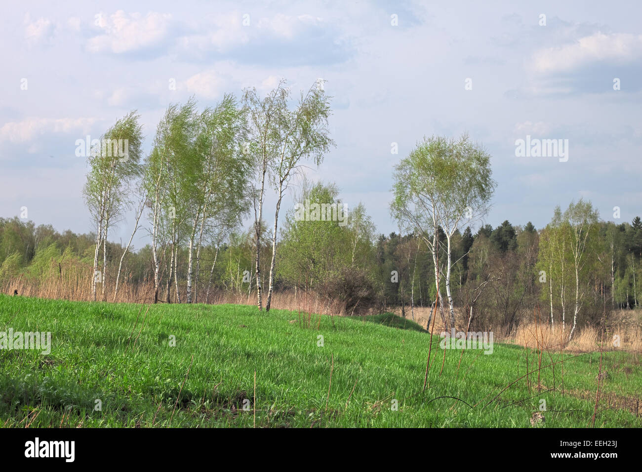 birch in a spring forest Stock Photo - Alamy