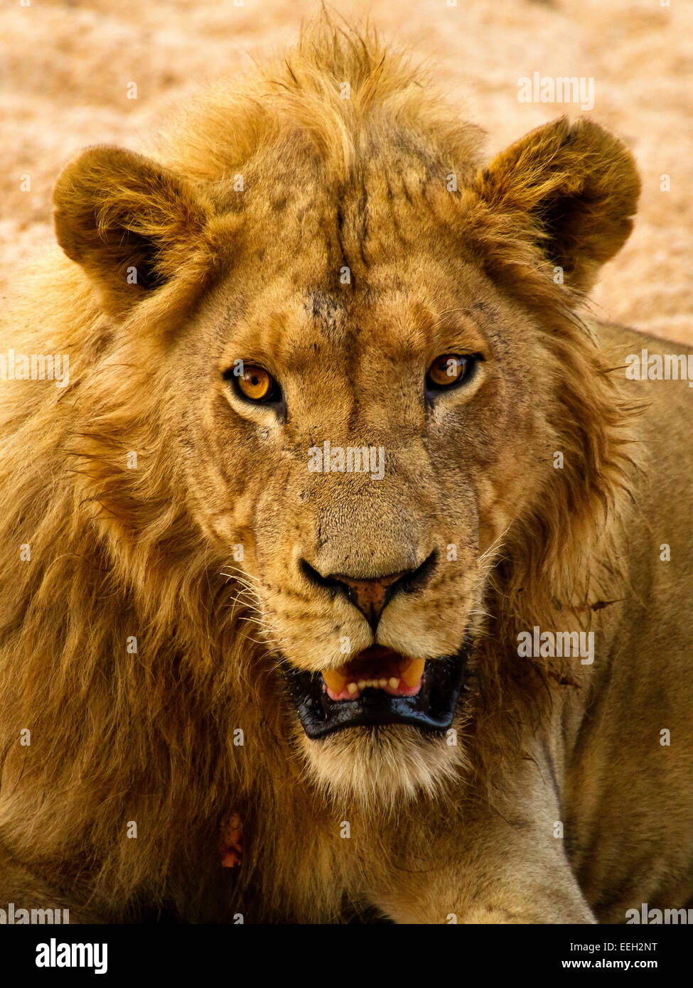 Lion wild king hi-res stock photography and images - Alamy