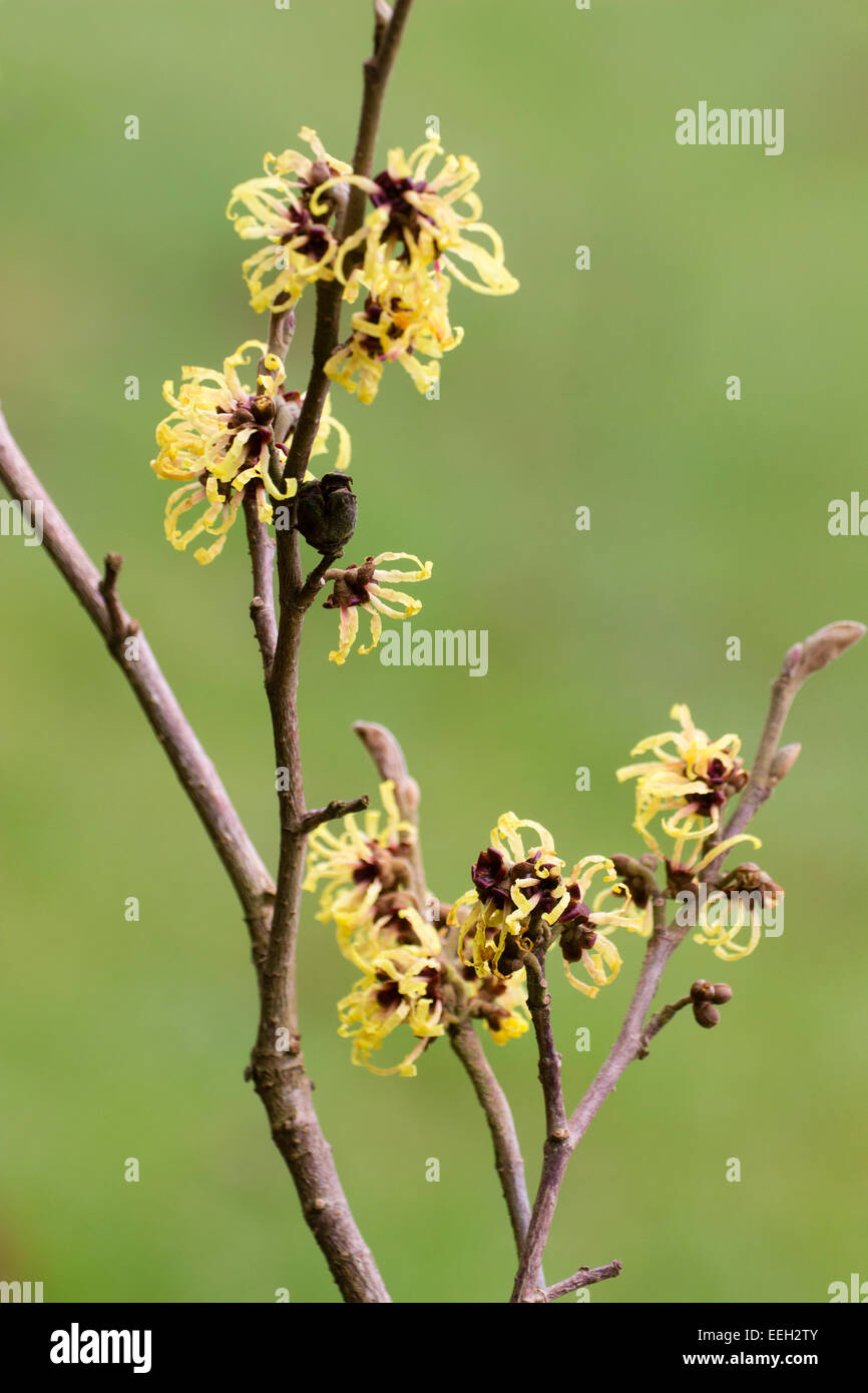 Wispy, fragrant winter flowers of the witchhazel, Hamamelis x ...