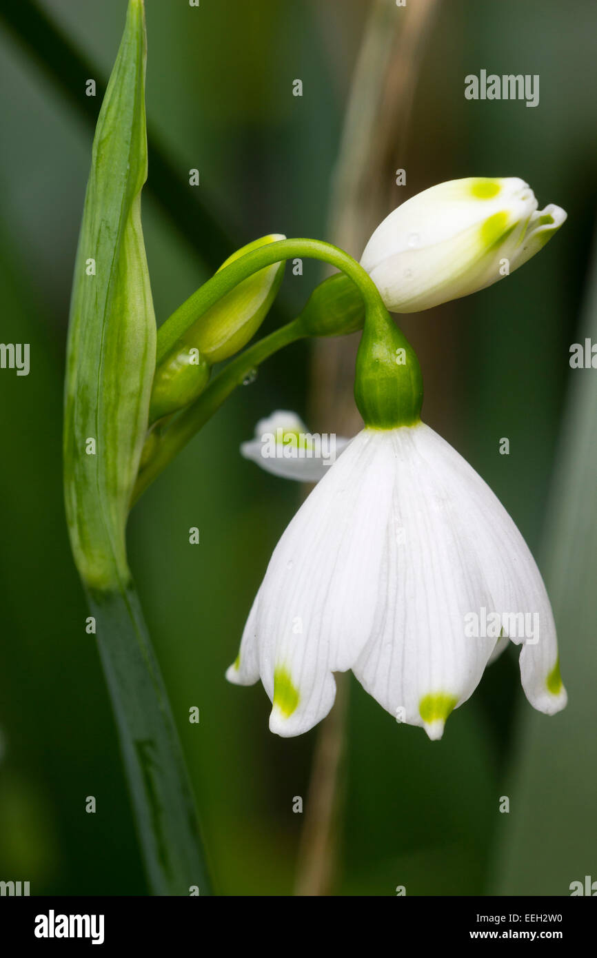 Flowers of the winter flowering spring snowflake bulb, Leucojum ...