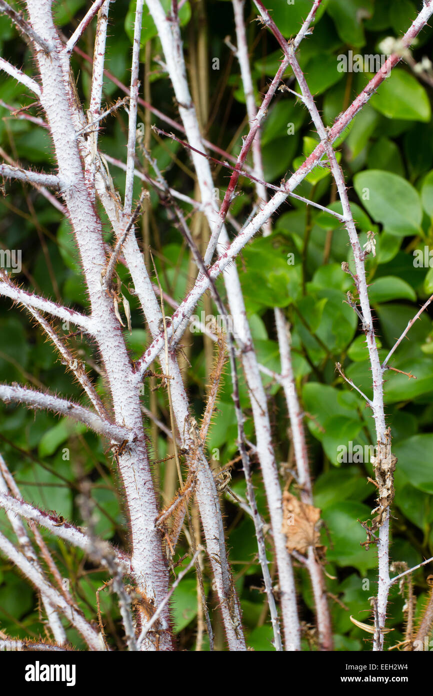 Winter stems of the ghost bramble, Rubus thibetanus 'Silver Fern' Stock ...