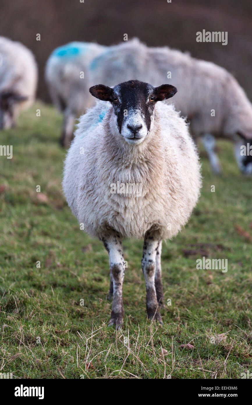 Mule Sheep in a green field Stock Photo - Alamy
