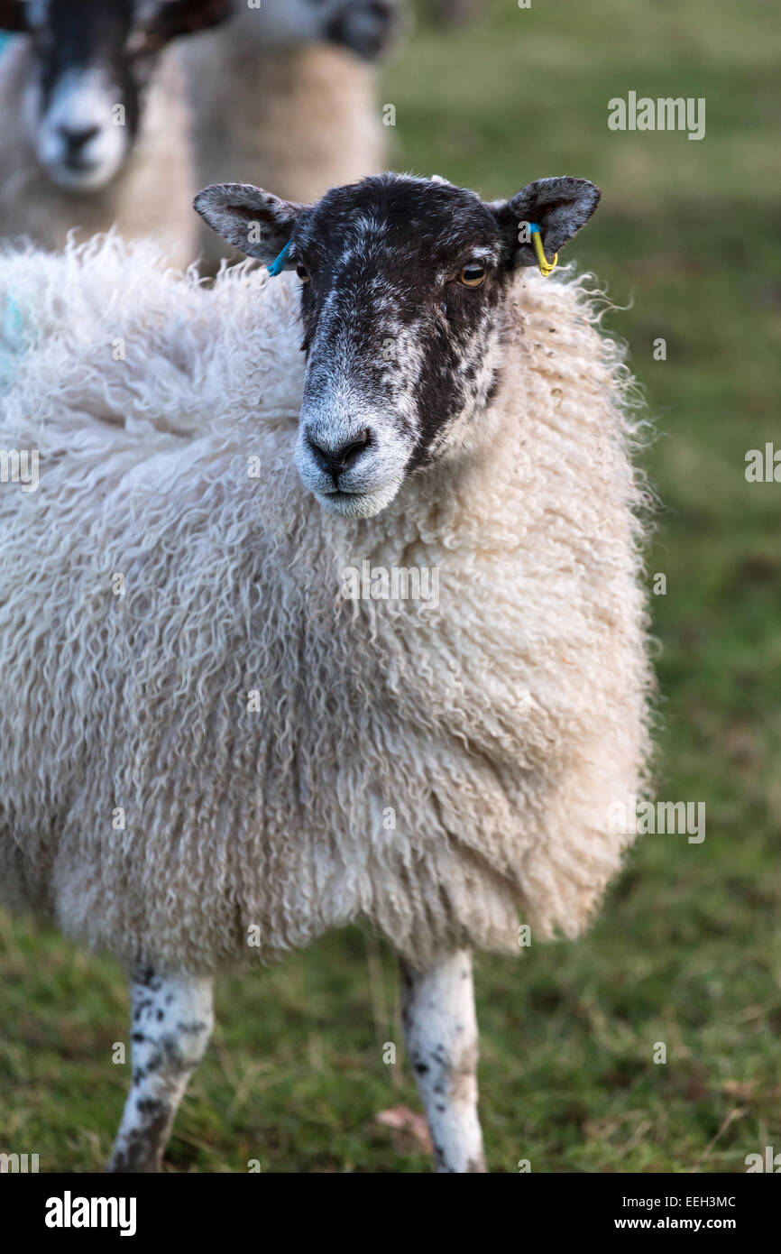 Mule breeds hi-res stock photography and images - Alamy